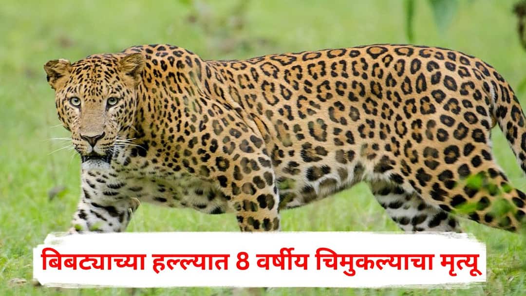Pune Leopard Attack: शेतात खेळताना अनर्थ घडला, दबा धरून बसलेल्या ...