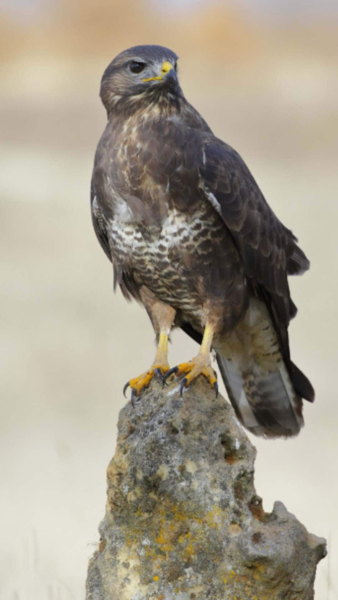 किस पक्षी की होती है सबसे ज्यादा रफ्तार?